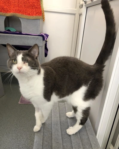 Cats Protection Tyneside Cat Centre