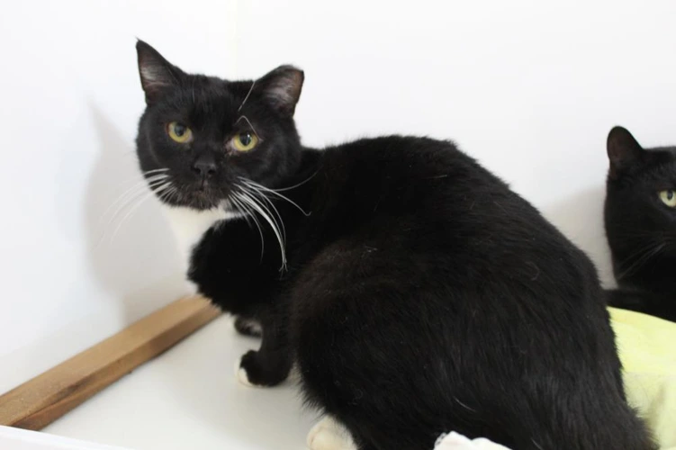 Cats Protection Arbroath & Central Angus Branch