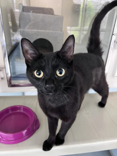 Cats Protection Cornwall Cat Centre