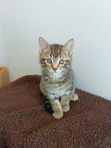 Cats Protection North Wales Cat Centre