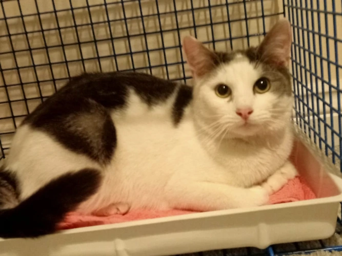 Cats Protection Stroud Branch