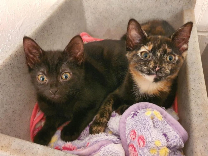 Cats Protection South Wirral Branch