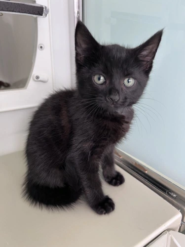 Cats Protection Cornwall Cat Centre