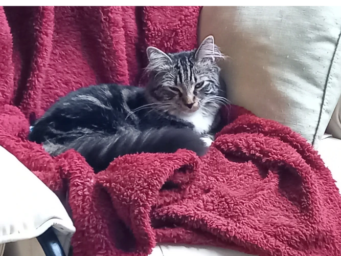 Cats Protection Bromley Branch