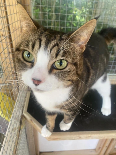 Cats Protection Brighton & Hove Branch