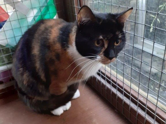 Cats Protection Stroud Branch