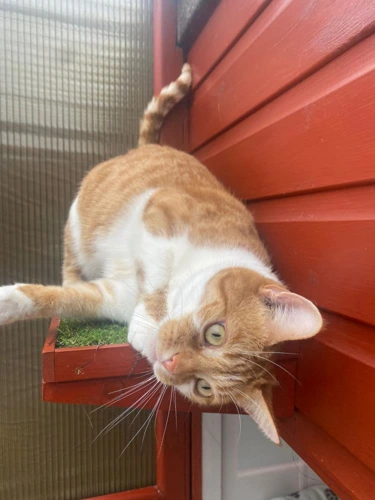 Cats Protection Hull & District Branch