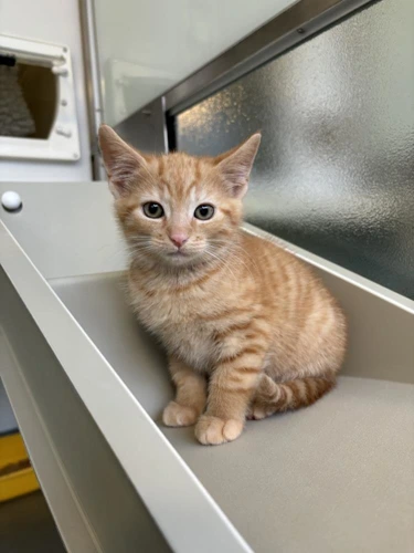 Cats Protection Cornwall Cat Centre