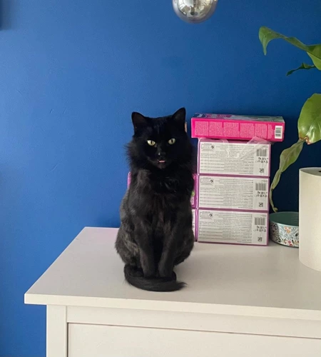 Cats Protection Brighton & Hove Branch