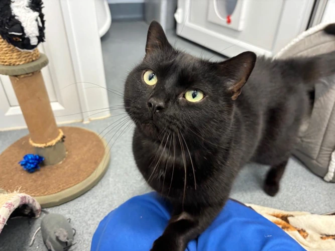 Cats Protection North Wales Cat Centre