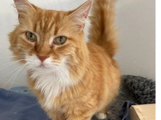 Cats Protection Stroud Branch