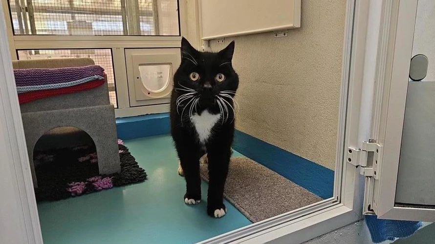 Cats Protection Northern Ireland Cat Centre