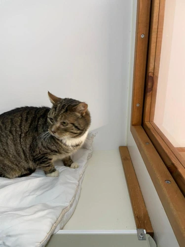 Cats Protection Arbroath & Central Angus Branch