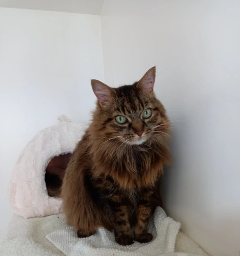 Cats Protection Glasgow Branch