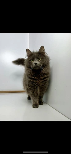 Cats Protection Stourbridge, Dudley & Wyre Forest Branch