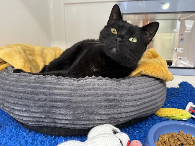 Cats Protection Brighton & Hove Branch