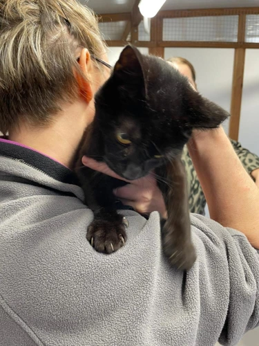 Cats Protection Arbroath & Central Angus Branch
