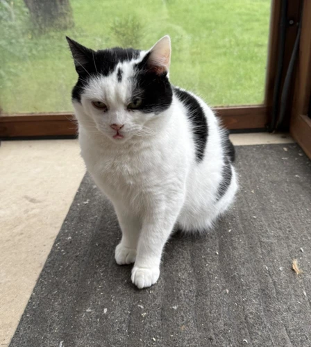 Cats Protection Mid-Warwickshire Branch