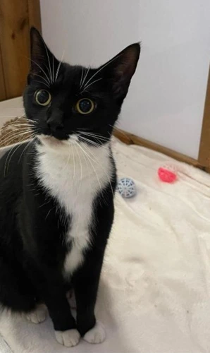 Cats Protection South Wirral Branch
