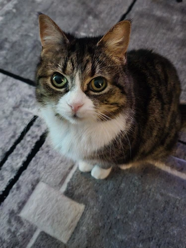 Cats Protection Glasgow Branch