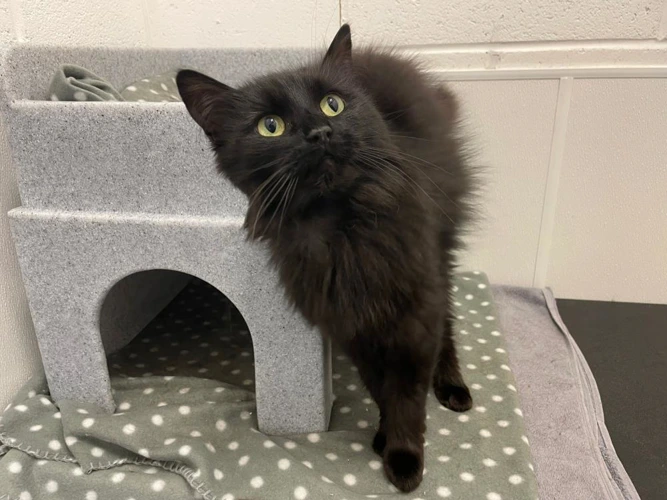 Cats Protection Sheffield & District Branch