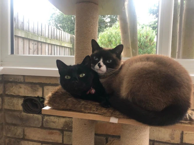 Cats Protection Basingstoke & District Branch