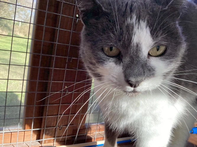 Cats Protection Basingstoke & District Branch