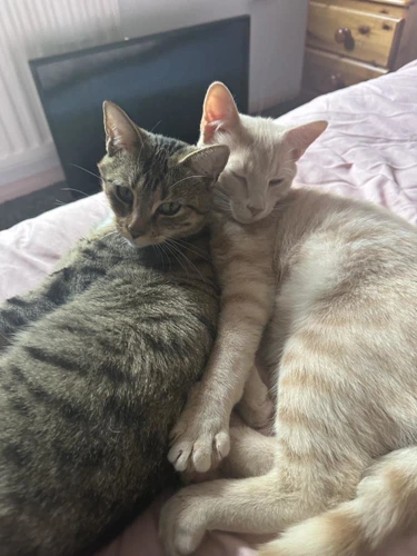 Cats Protection Scotland Cat Centre