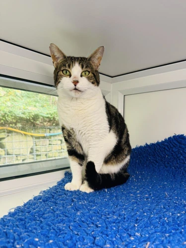 Cats Protection Halifax, Huddersfield & Wakefield Branch