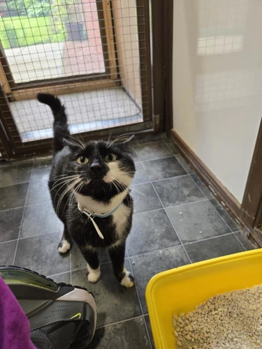 Cats Protection Glasgow Branch