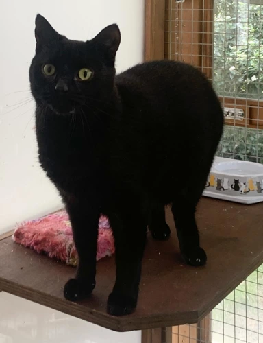 Cats Protection Andover & District Branch