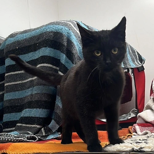 Cats Protection Northern Ireland Branch