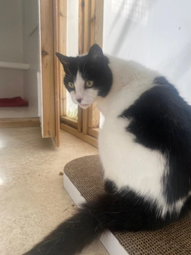 Cats Protection Brighton & Hove Branch