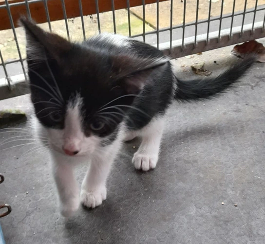 Cats Protection North Hertfordshire Branch