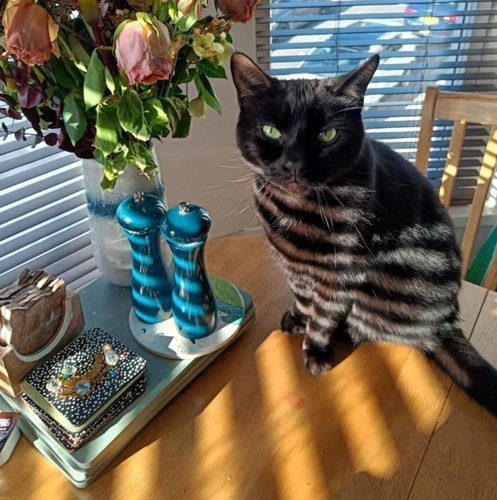 Cats Protection Plymouth & Rame Branch