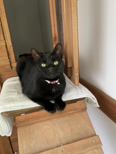 Cats Protection Basingstoke & District Branch