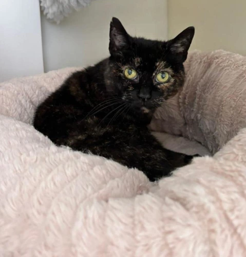 Cats Protection Cornwall Cat Centre