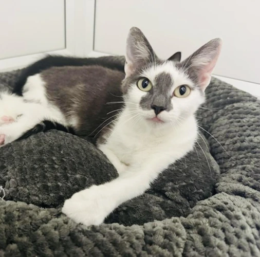 Cats Protection Halifax, Huddersfield & Wakefield Branch