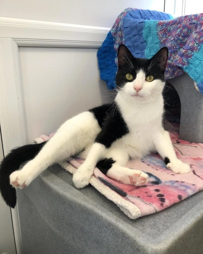 Cats Protection Tyneside Cat Centre