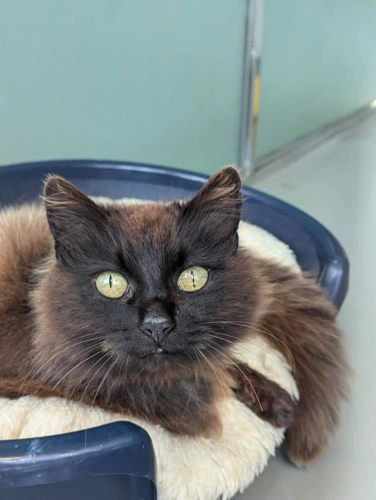 Cats Protection Cornwall Cat Centre