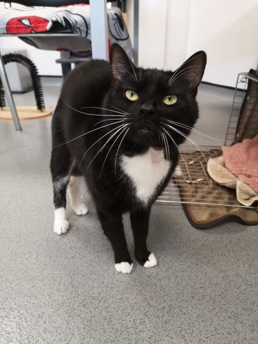 Cats Protection North Wales Cat Centre