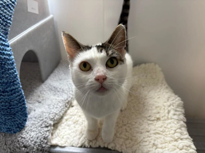 Cats Protection North Wales Cat Centre