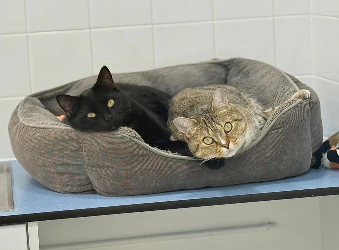 Cats Protection Leeds Cat Centre