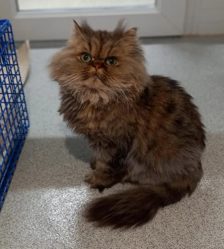 Cats Protection Leeds Cat Centre