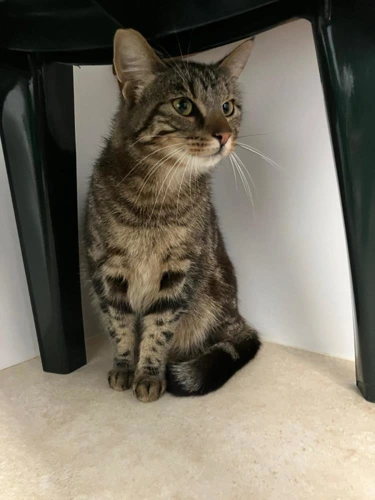 Cats Protection Arbroath & Central Angus Branch