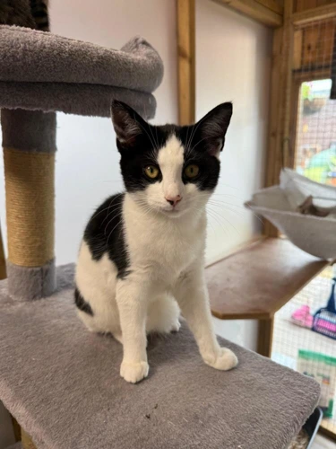 Cats Protection Cherwell Branch