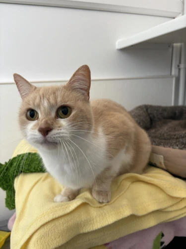 Cats Protection Leeds Cat Centre