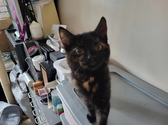 Cats Protection Glasgow Branch