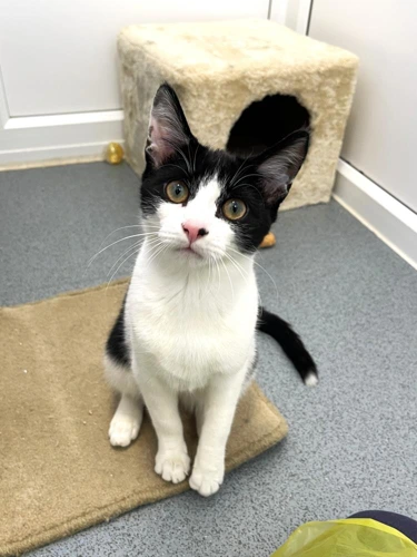 Cats Protection Tyneside Cat Centre