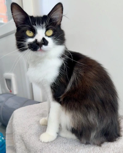 Cats Protection North Wales Cat Centre